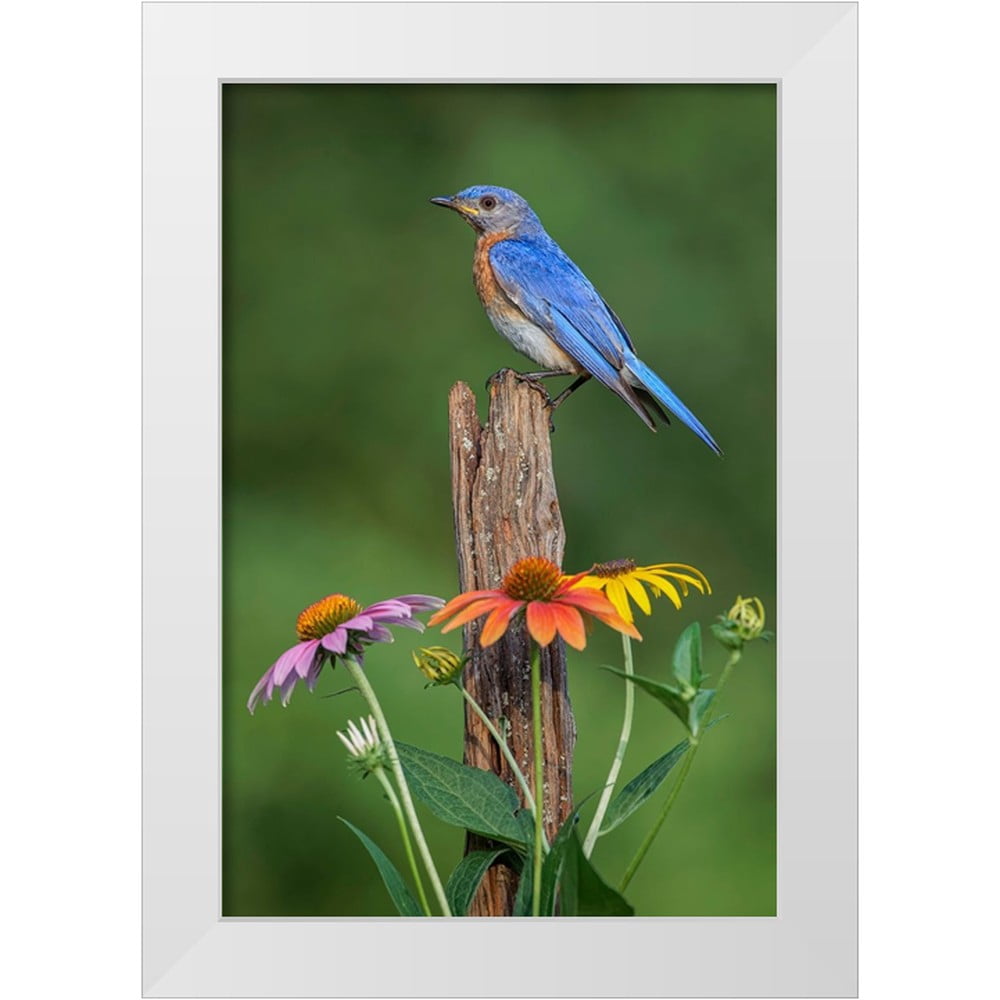 Jones, Adam 23x32 White Modern Wood Framed Museum Art Print Titled ...