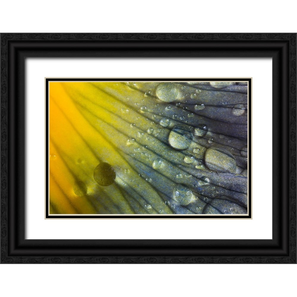 Jones, Adam 24x17 Black Ornate Wood Framed with Double Matting Museum ...