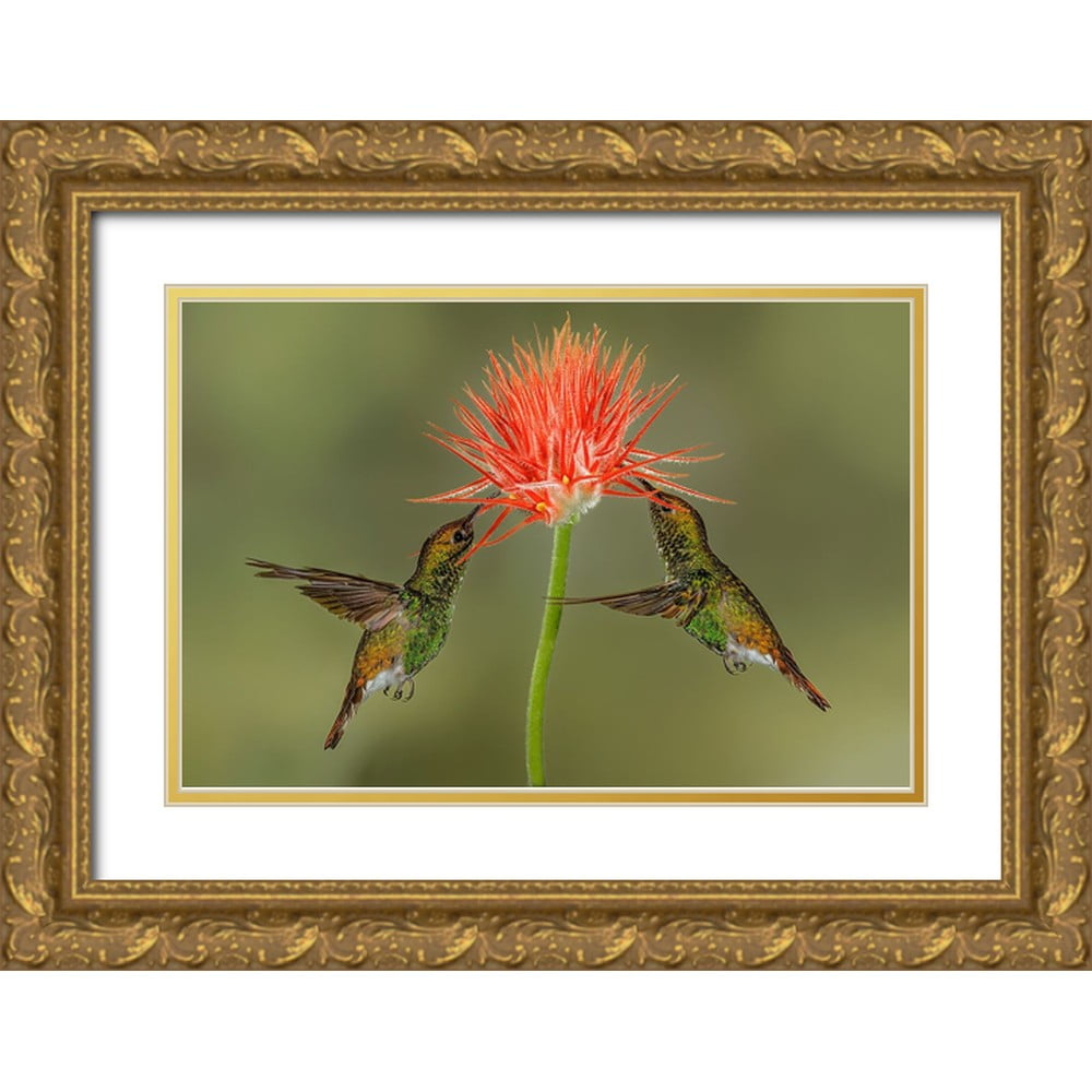 Jones, Adam 24x17 Gold Ornate Wood Framed with Double Matting Museum ...