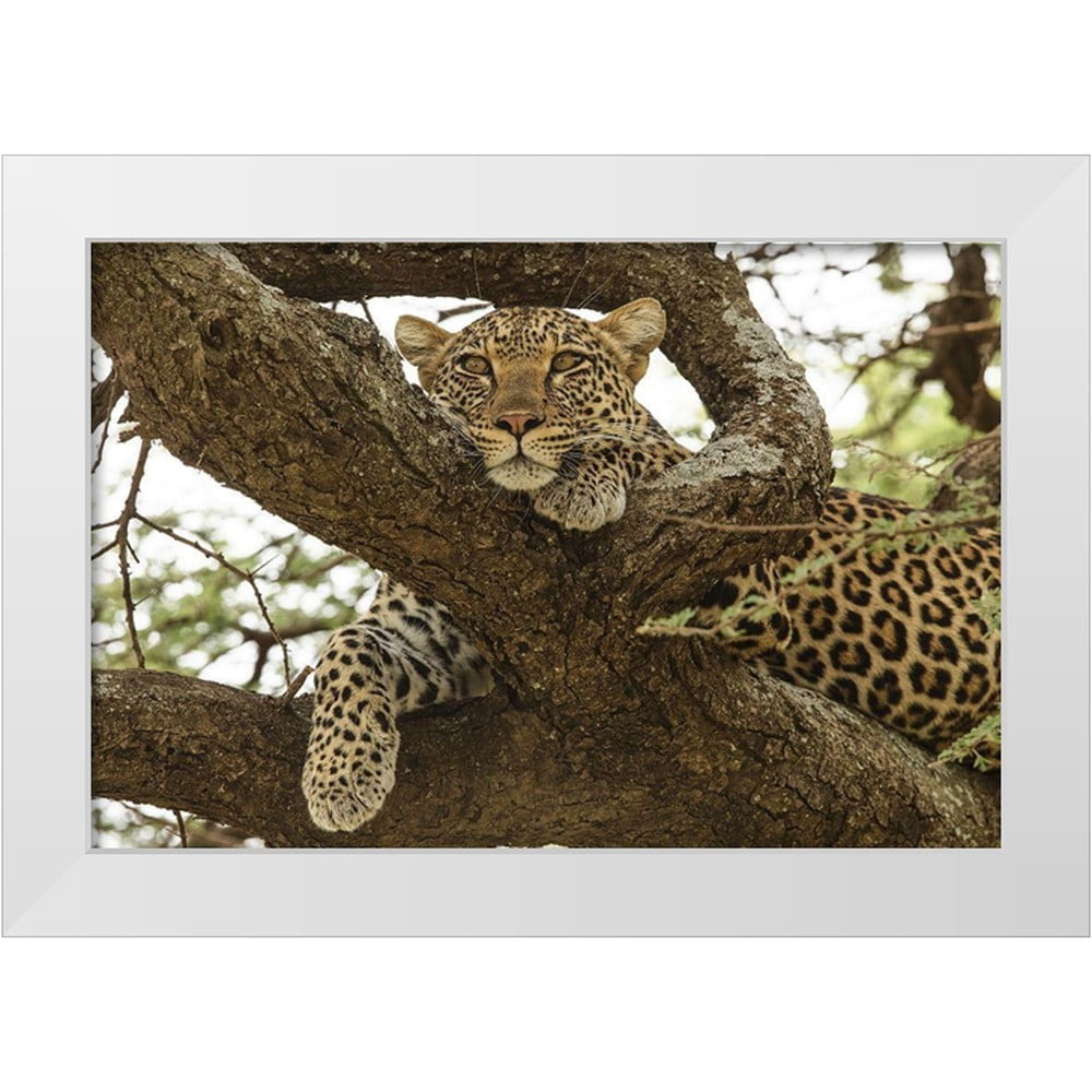 Jones, Adam 24x17 White Modern Wood Framed Museum Art Print Titled ...