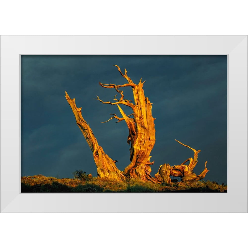 Jones, Adam 24x17 White Modern Wood Framed Museum Art Print Titled - Bristlecone pine at sunset ...