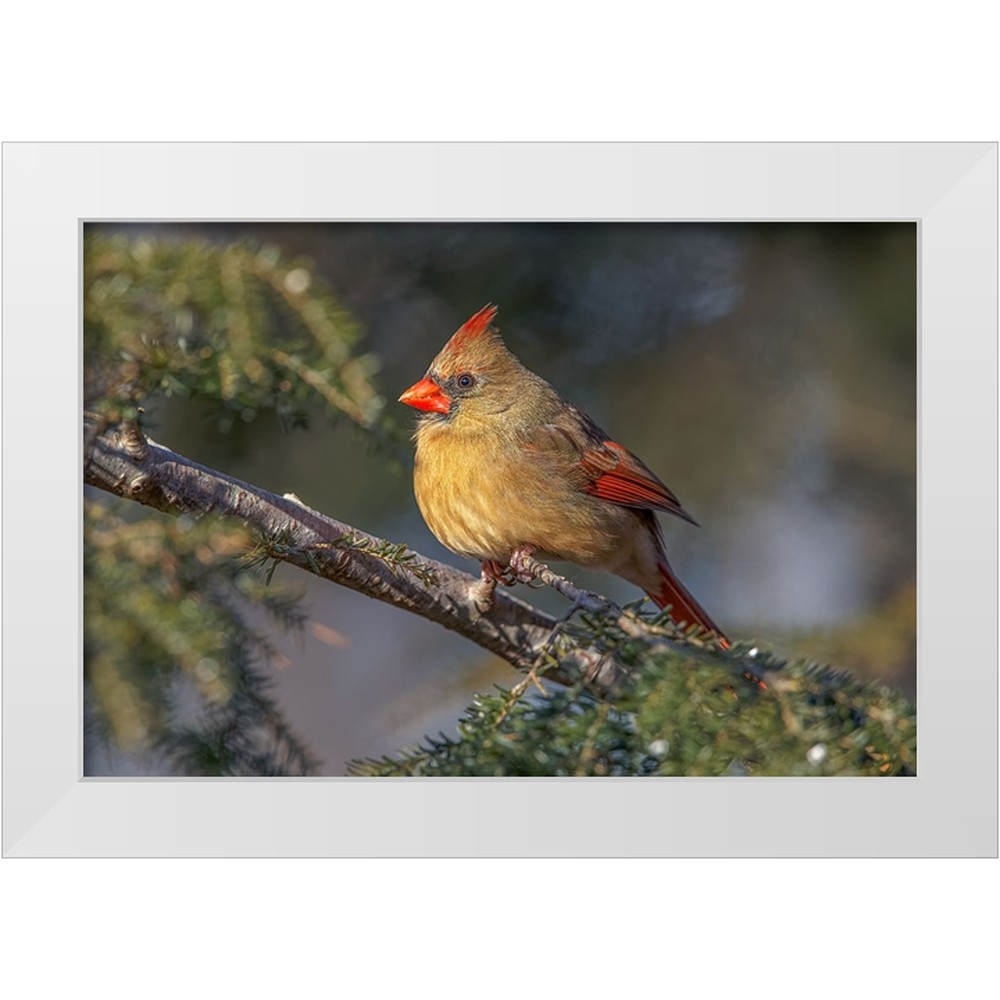 Jones, Adam 24x17 White Modern Wood Framed Museum Art Print Titled ...