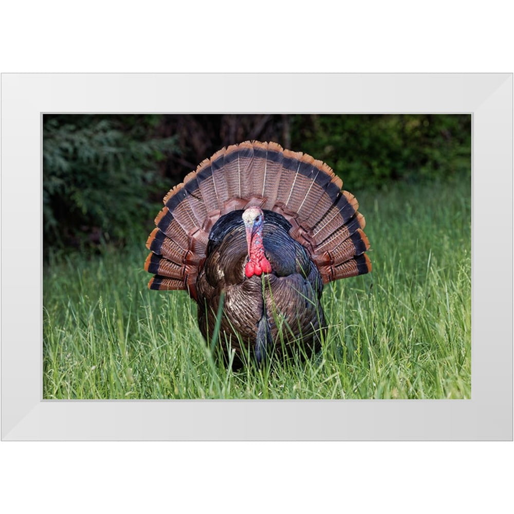 Jones, Adam 24x17 White Modern Wood Framed Museum Art Print Titled ...