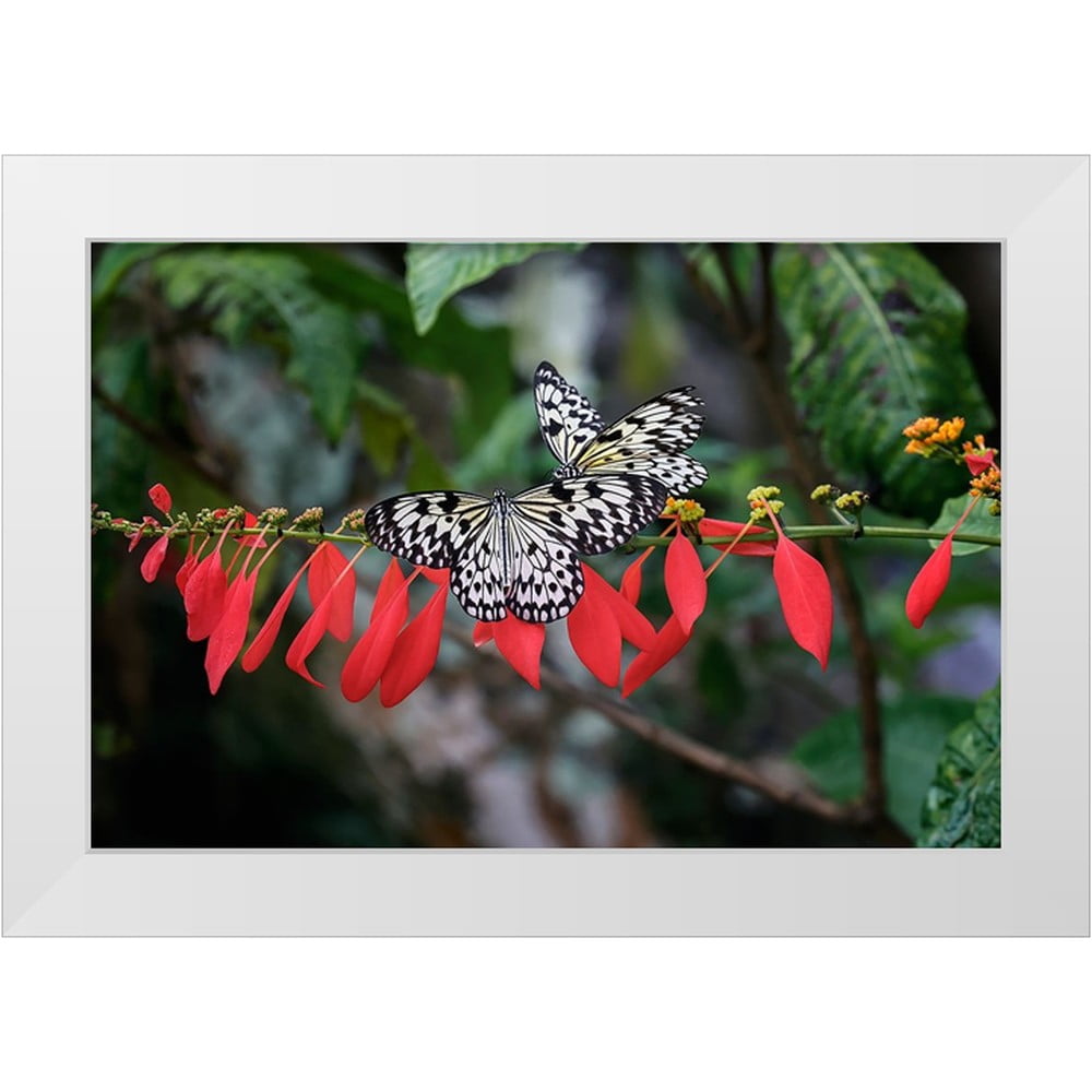 Jones, Adam 24x17 White Modern Wood Framed Museum Art Print Titled ...