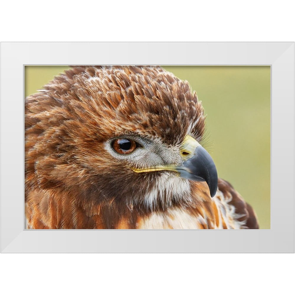 Jones, Adam 24x17 White Modern Wood Framed Museum Art Print Titled ...