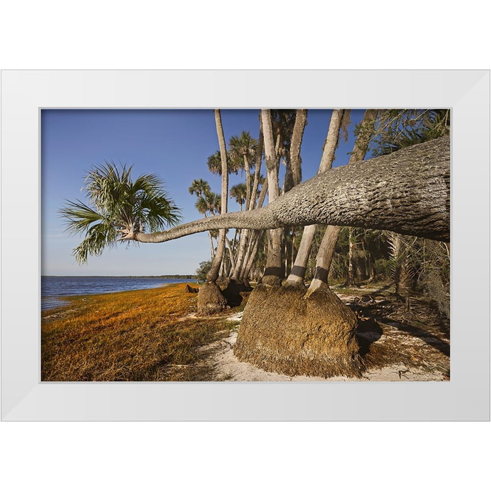 Jones, Adam 24x17 White Modern Wood Framed Museum Art Print Titled ...