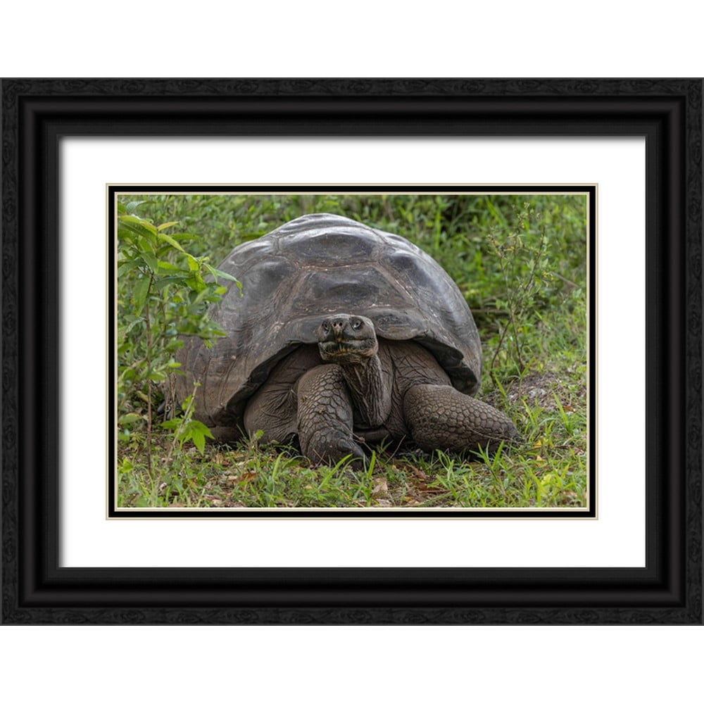 Jones, Adam 32x23 Black Ornate Wood Framed with Double Matting Museum ...