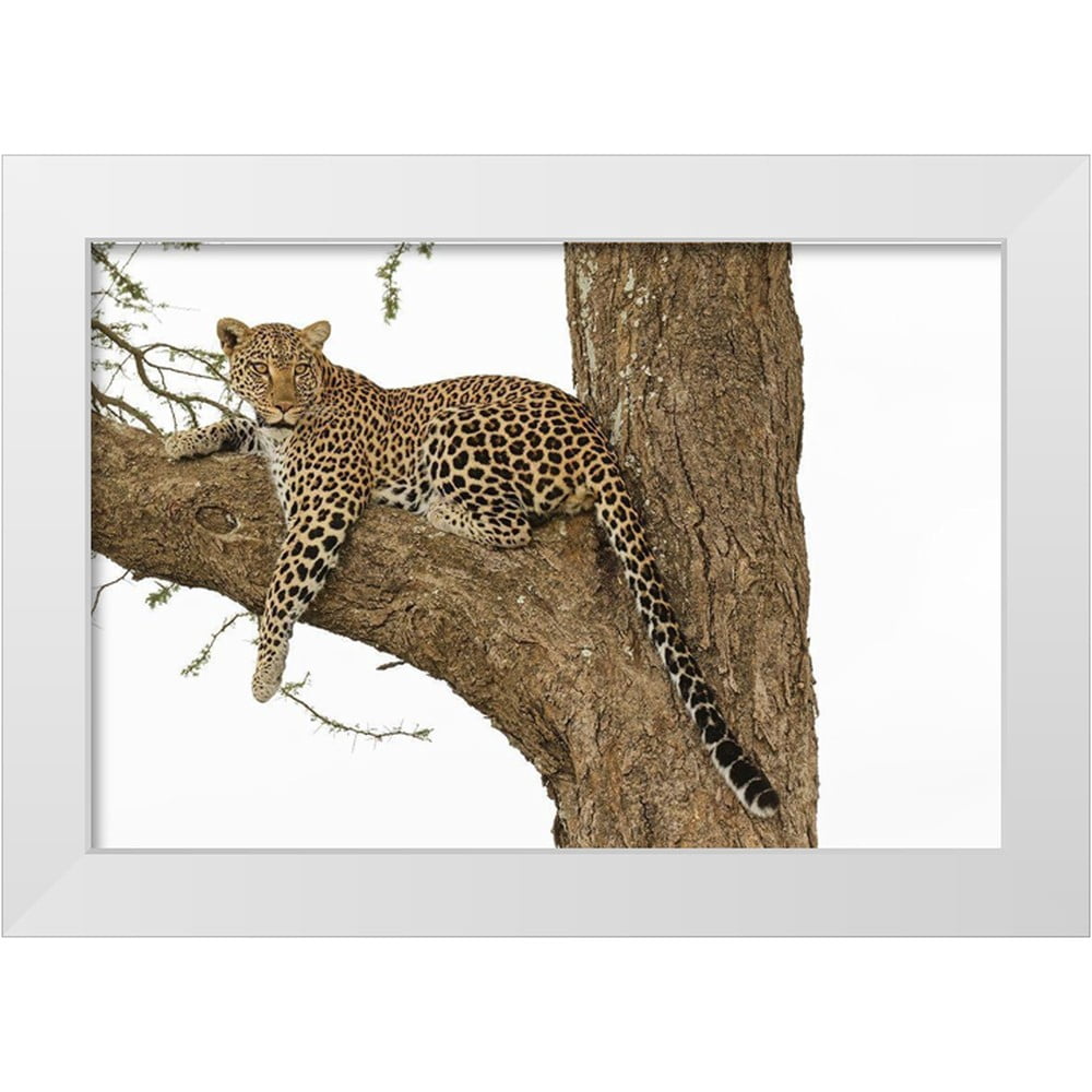 Jones, Adam 32x23 White Modern Wood Framed Museum Art Print Titled ...