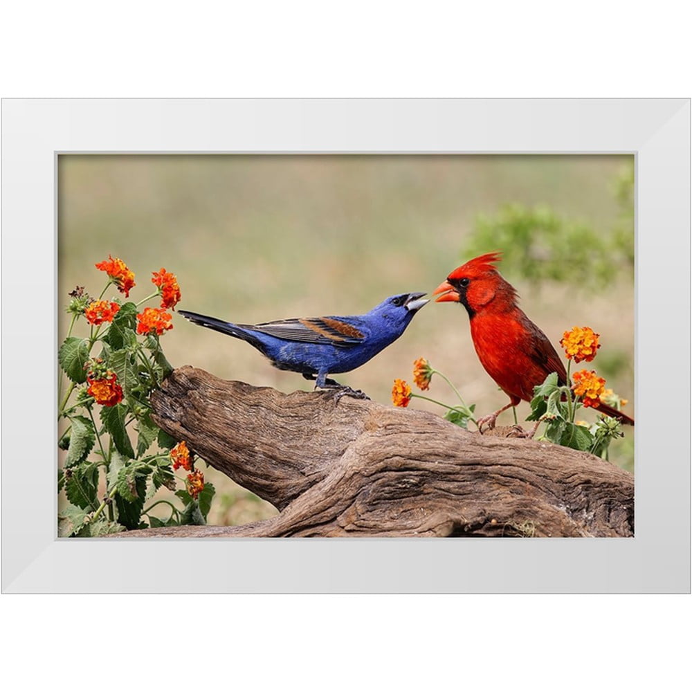 Jones, Adam 32x23 White Modern Wood Framed Museum Art Print Titled ...