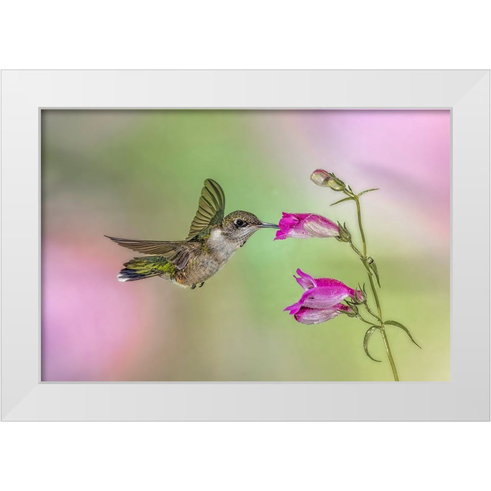 Jones, Adam 32x23 White Modern Wood Framed Museum Art Print Titled ...