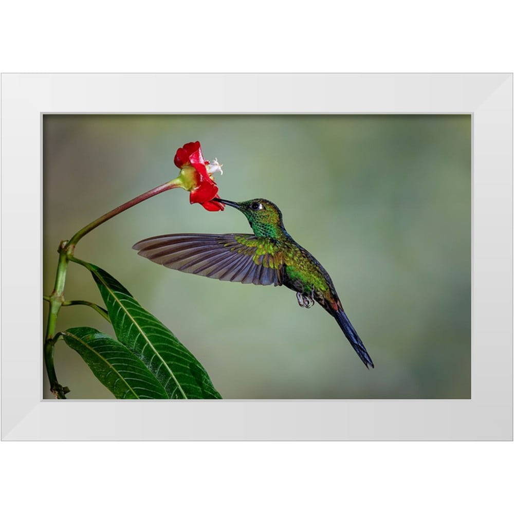 Jones, Adam 32x23 White Modern Wood Framed Museum Art Print Titled ...