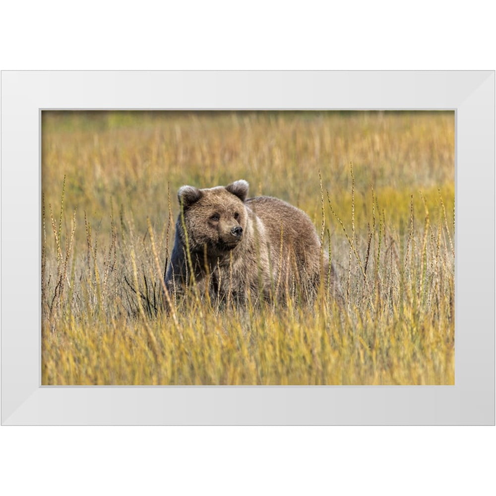 Jones, Adam 32x23 White Modern Wood Framed Museum Art Print Titled ...