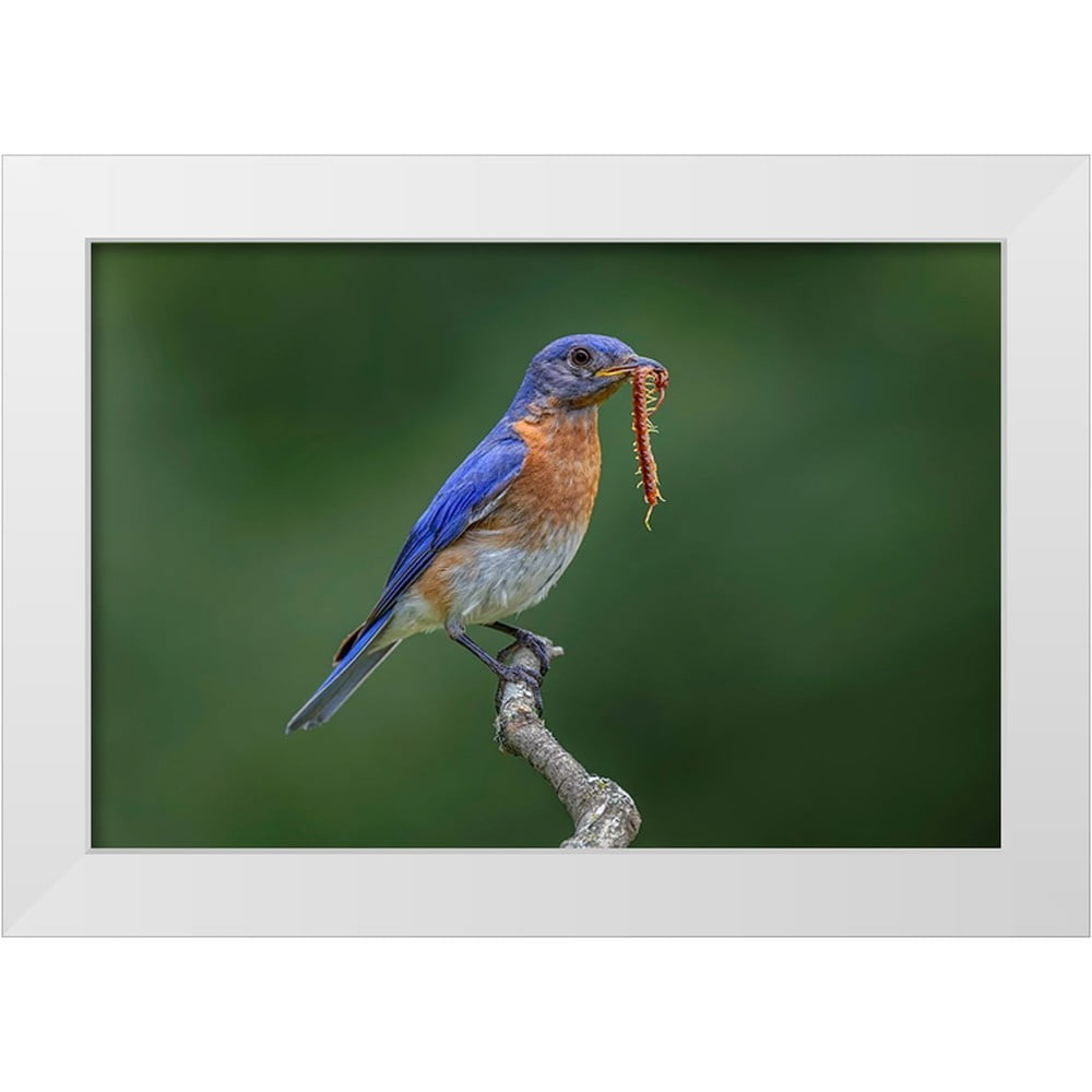 Jones, Adam 32x23 White Modern Wood Framed Museum Art Print Titled ...