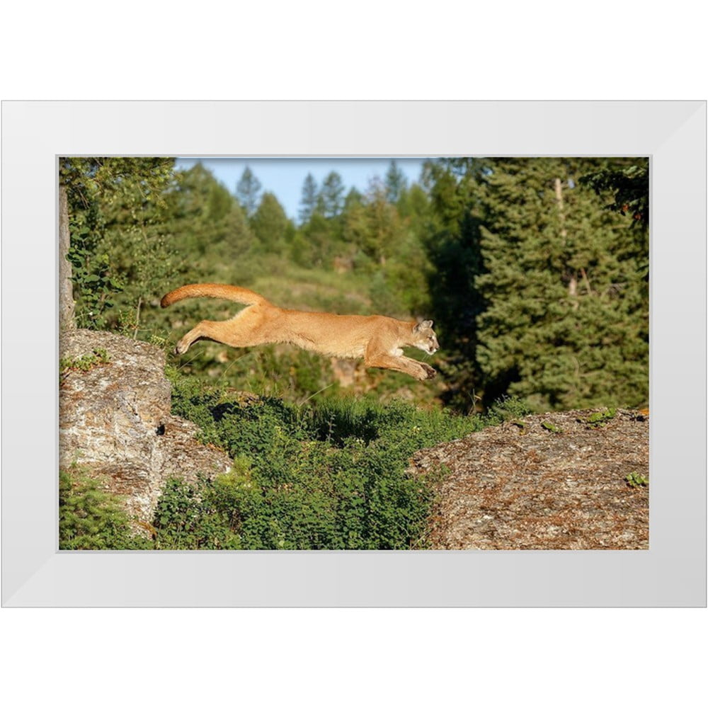 Jones, Adam 32x23 White Modern Wood Framed Museum Art Print Titled ...