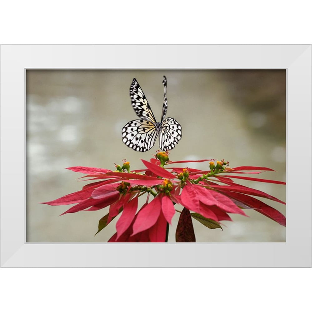 Jones, Adam 32x23 White Modern Wood Framed Museum Art Print Titled ...