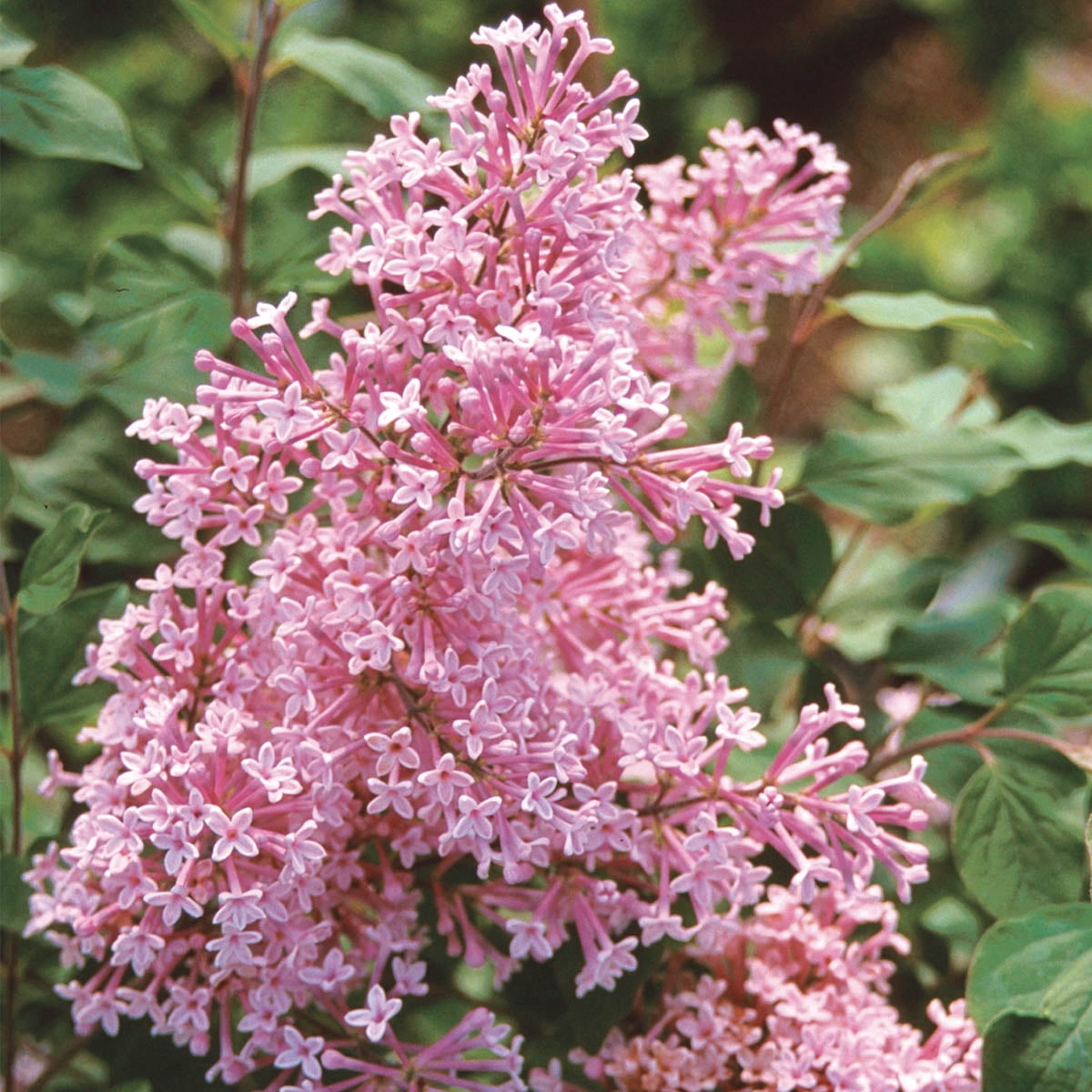 Josee Pink Flowering Reblooming Lilac Dormant Bare Root Flowering ...