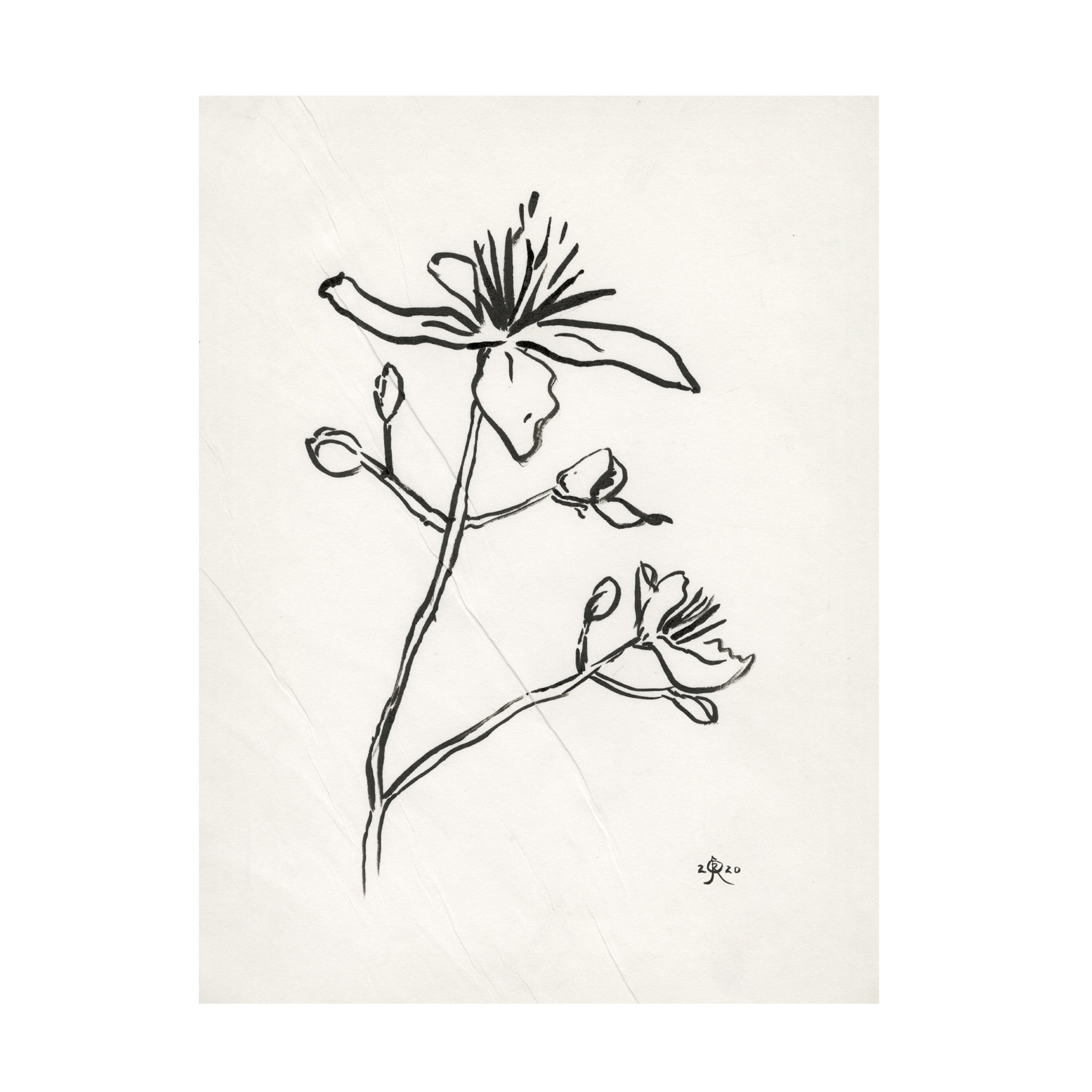 Joseph Roberts 'Floral Ink Study II' Canvas Art - Walmart.com