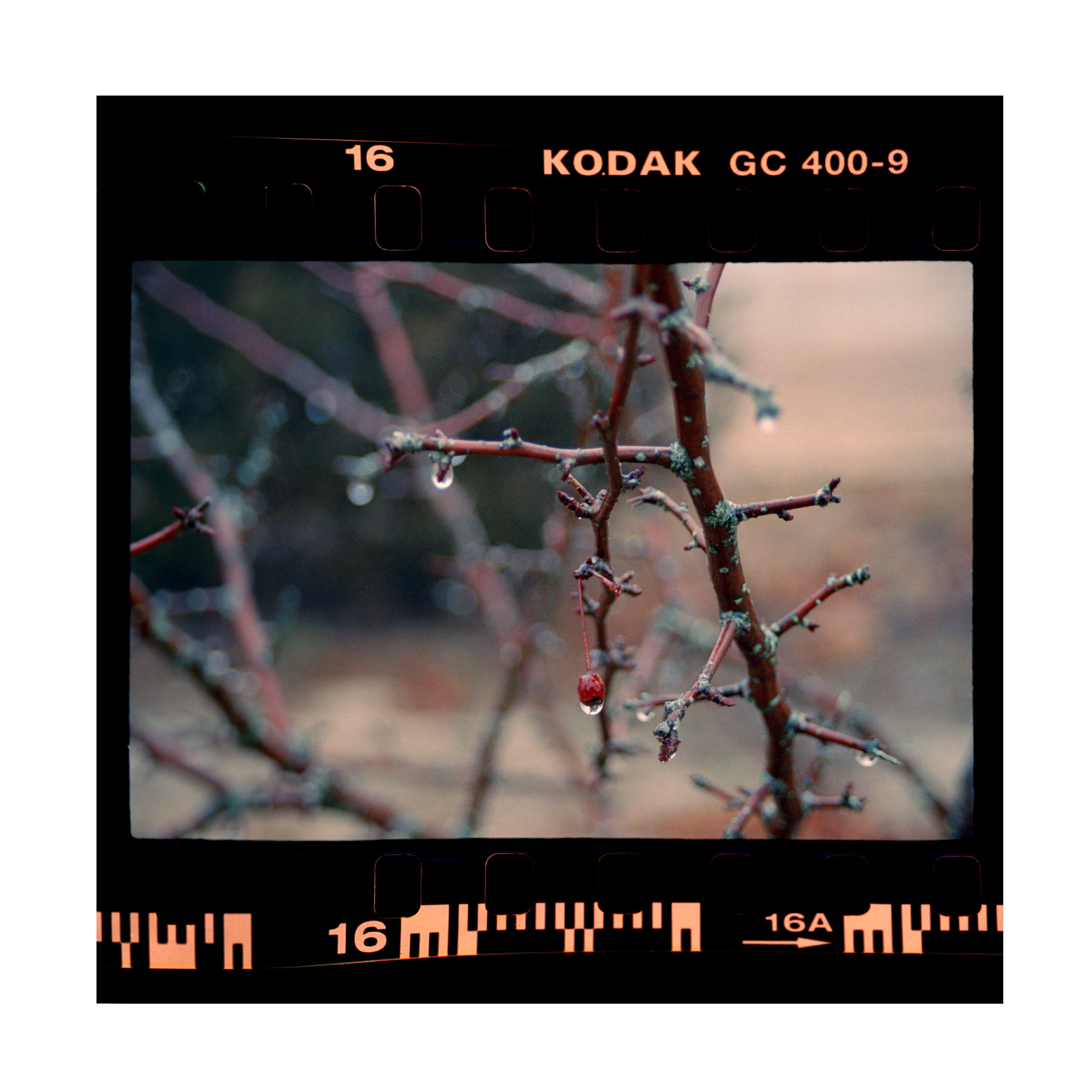 Joseph Roberts 'Late Fall in the Brambles' Canvas Art - Walmart.com