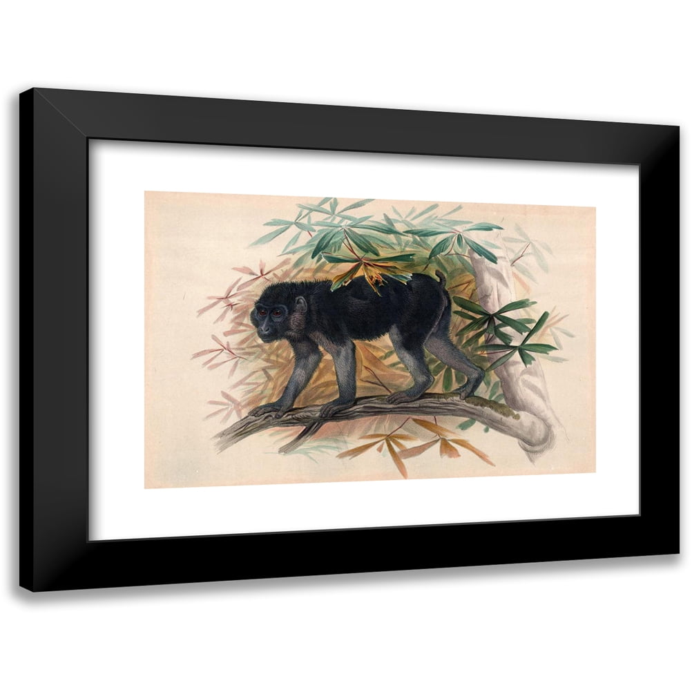 Joseph Wolf 14x11 Black Modern Framed Museum Art Print Titled - The ...