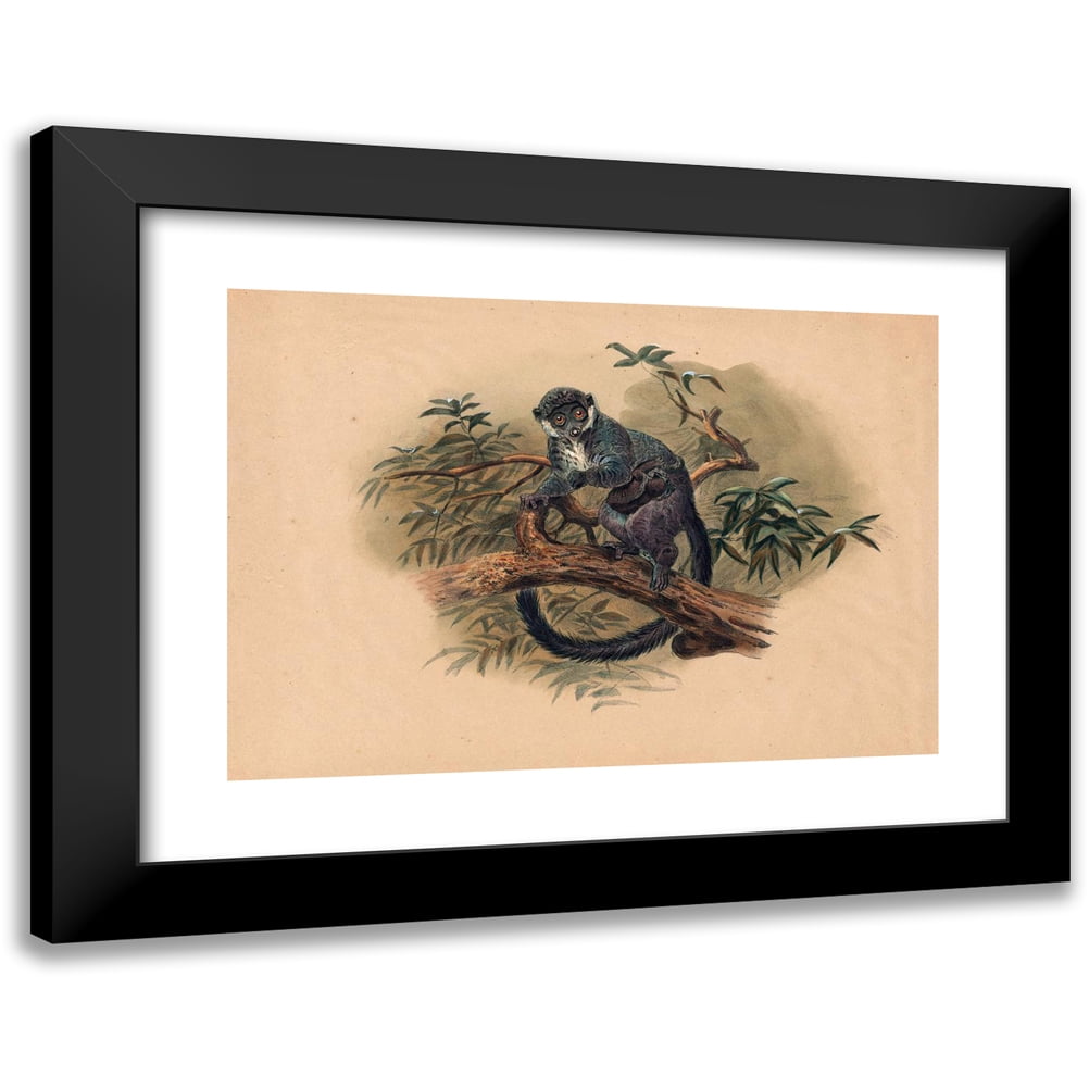 Joseph Wolf 14x11 Black Modern Framed Museum Art Print Titled - The ...