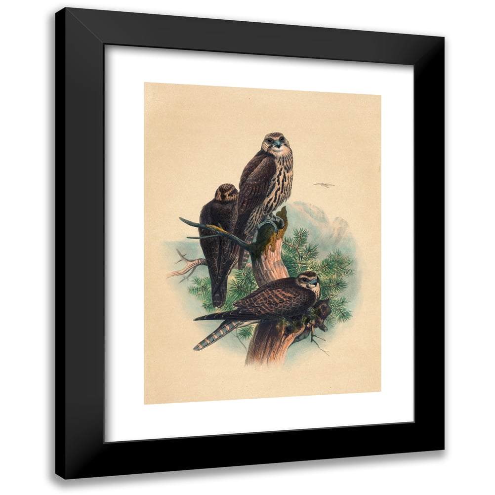 Joseph Wolf 14x18 Black Modern Framed Museum Art Print Titled - The ...