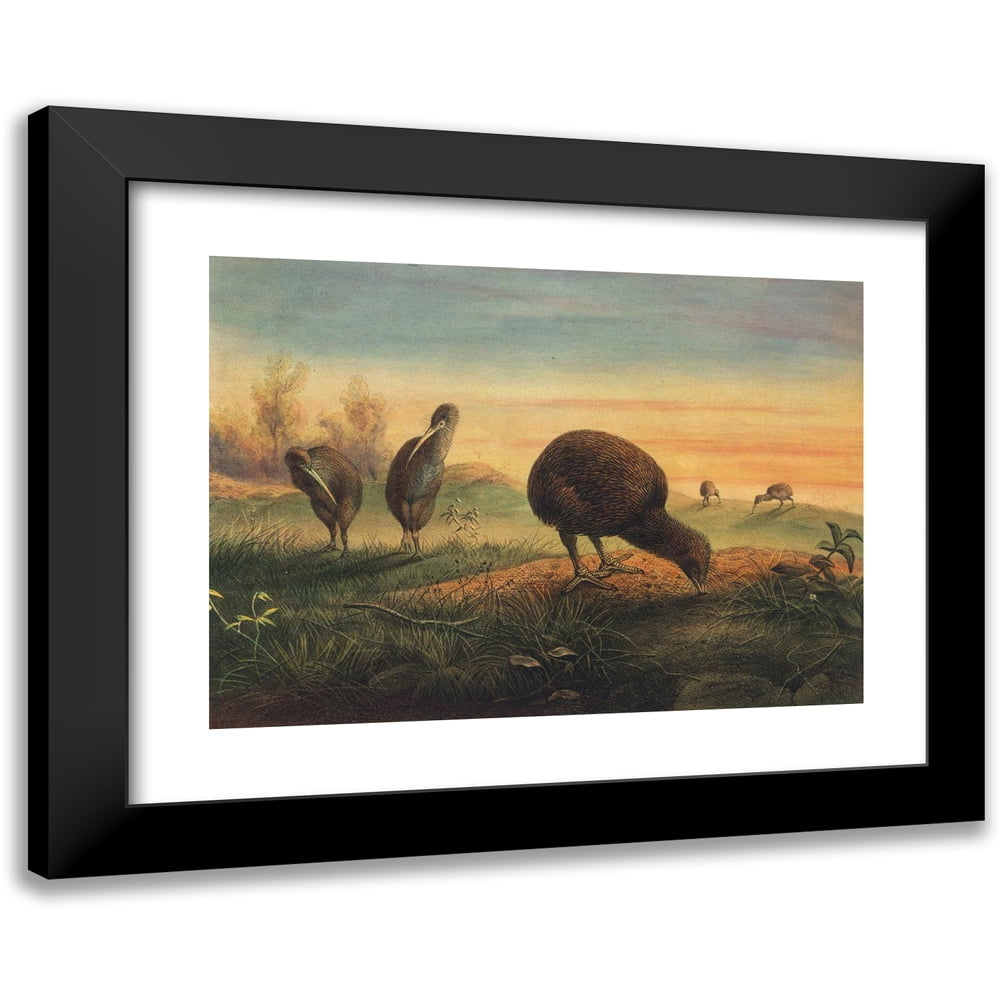 Joseph Wolf 18x14 Black Modern Framed Museum Art Print Titled - Mantle ...