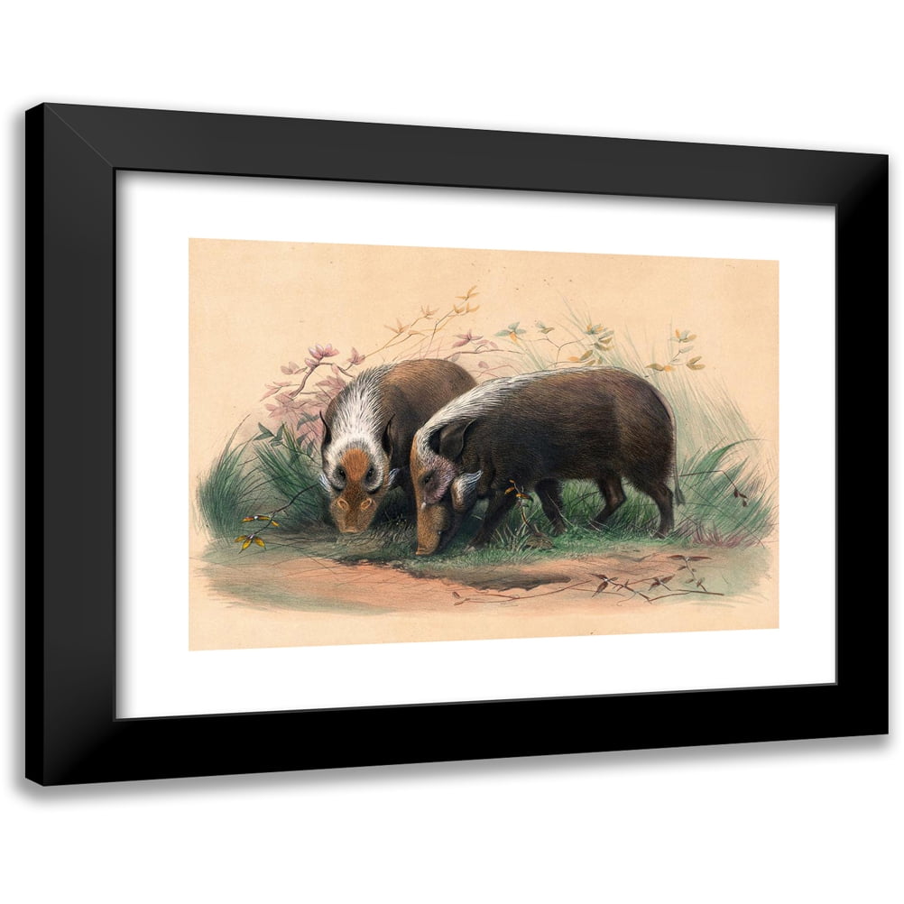 Joseph Wolf 18x14 Black Modern Framed Museum Art Print Titled - The ...