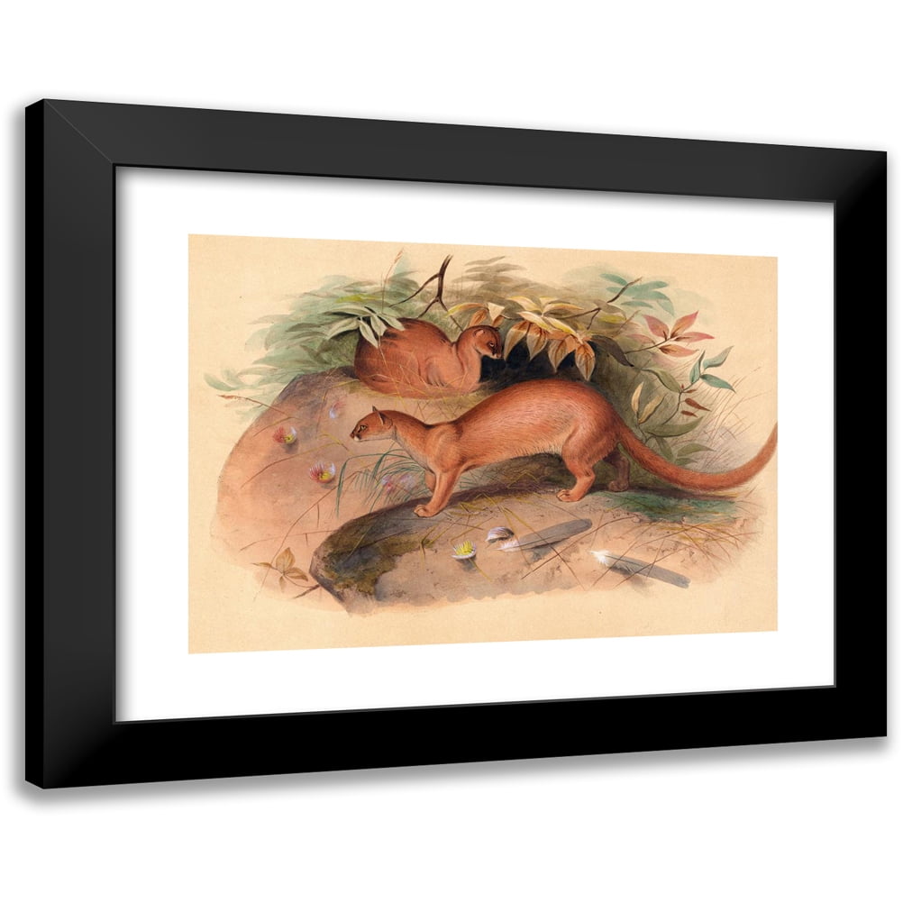 Joseph Wolf 18x14 Black Modern Framed Museum Art Print Titled - The ...
