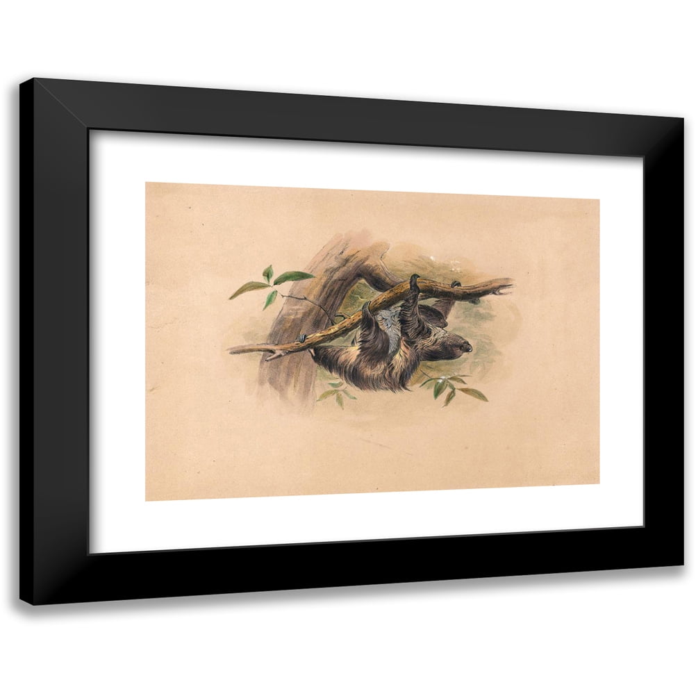 Joseph Wolf 18x14 Black Modern Framed Museum Art Print Titled - The ...