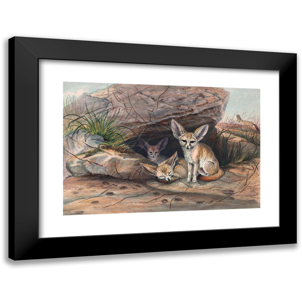 Joseph Wolf 24x18 Black Modern Framed Museum Art Print Titled - The ...