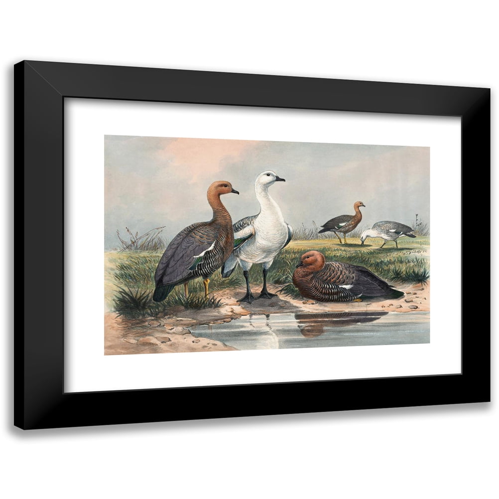 Joseph Wolf 24x18 Black Modern Framed Museum Art Print Titled - The ...