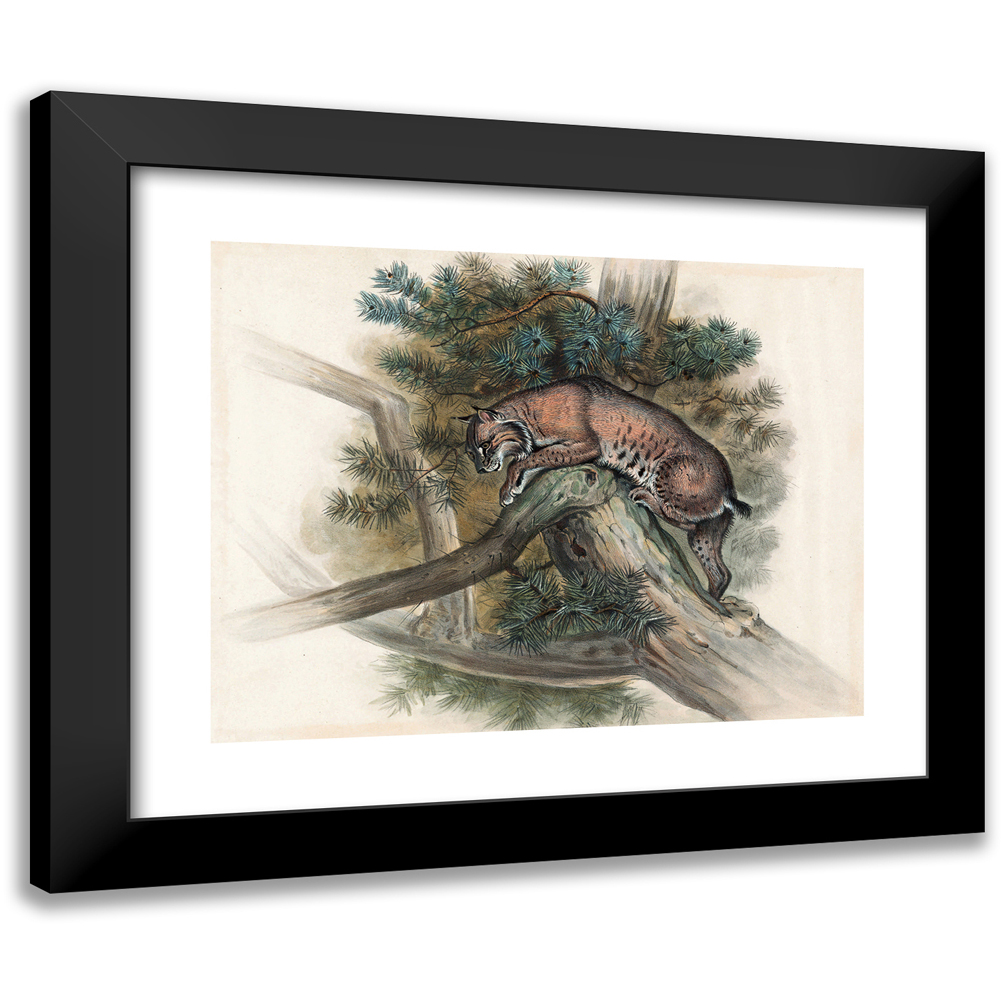 Joseph Wolf 24x19 Black Modern Framed Museum Art Print Titled - The ...