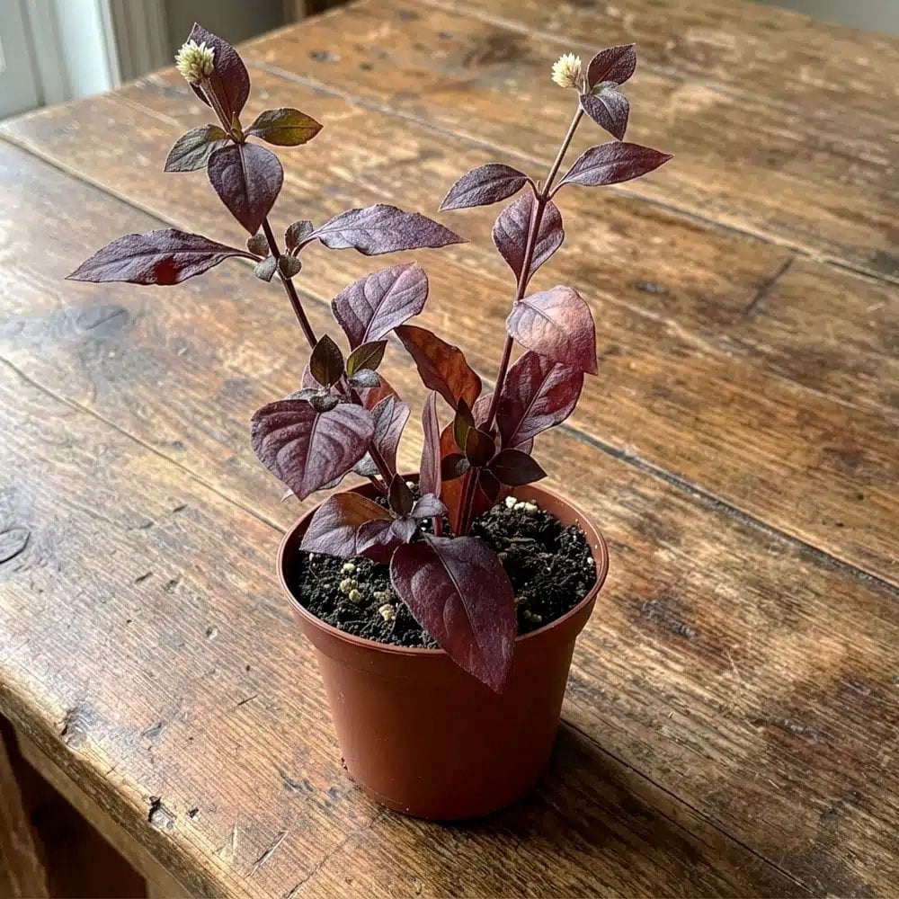 Joseph's Coat Alternanthera - Joyweed - 4 Live Starter Plants ...