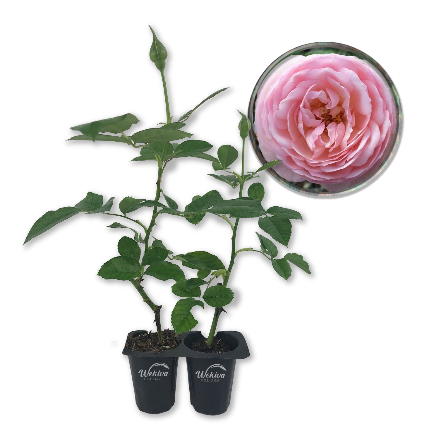Josephine Land Rose Bush - 2 Live Starter Plants in 2 Inch Pots ...