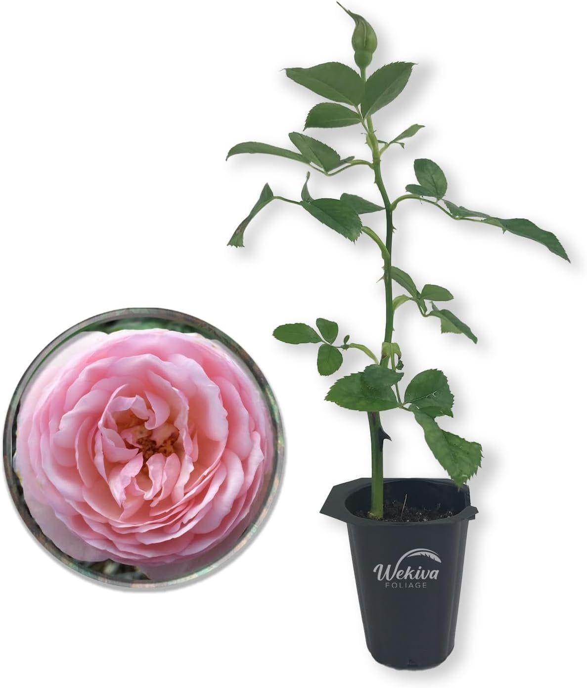 Josephine Land Rose Bush - Live Starter Plant in a 2 Inch Pot ...