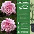 Josephine Land Rose Bush - Live Starter Plant in a 2 Inch Pot ...