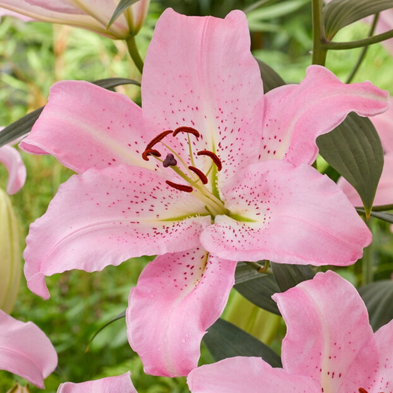 Josephine Oriental Lily Flower Bulbs - 3 Lilies Bulbs per Pack - Pleasantly Scented - Attracts ...