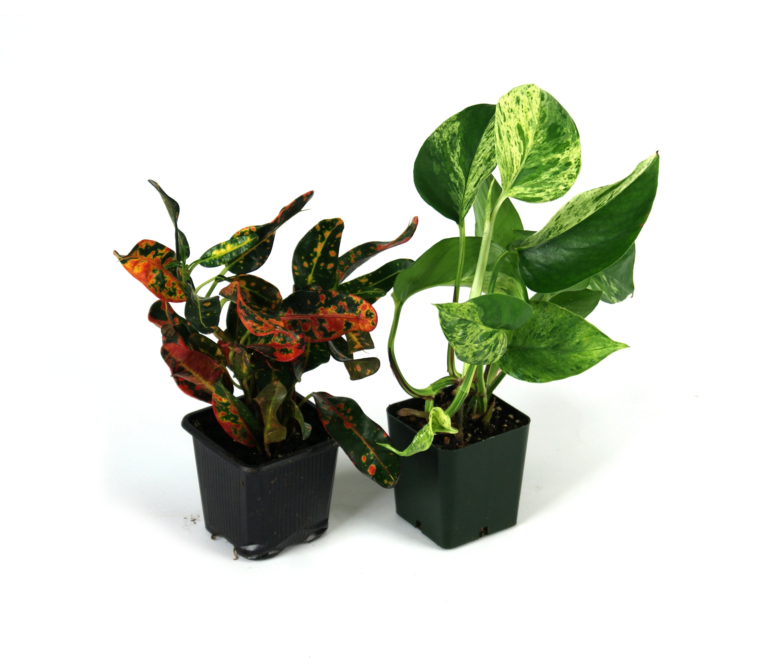 Josh's Frogs 12x12x20 Crested Gecko Vivarium Plant Kit - Walmart.com