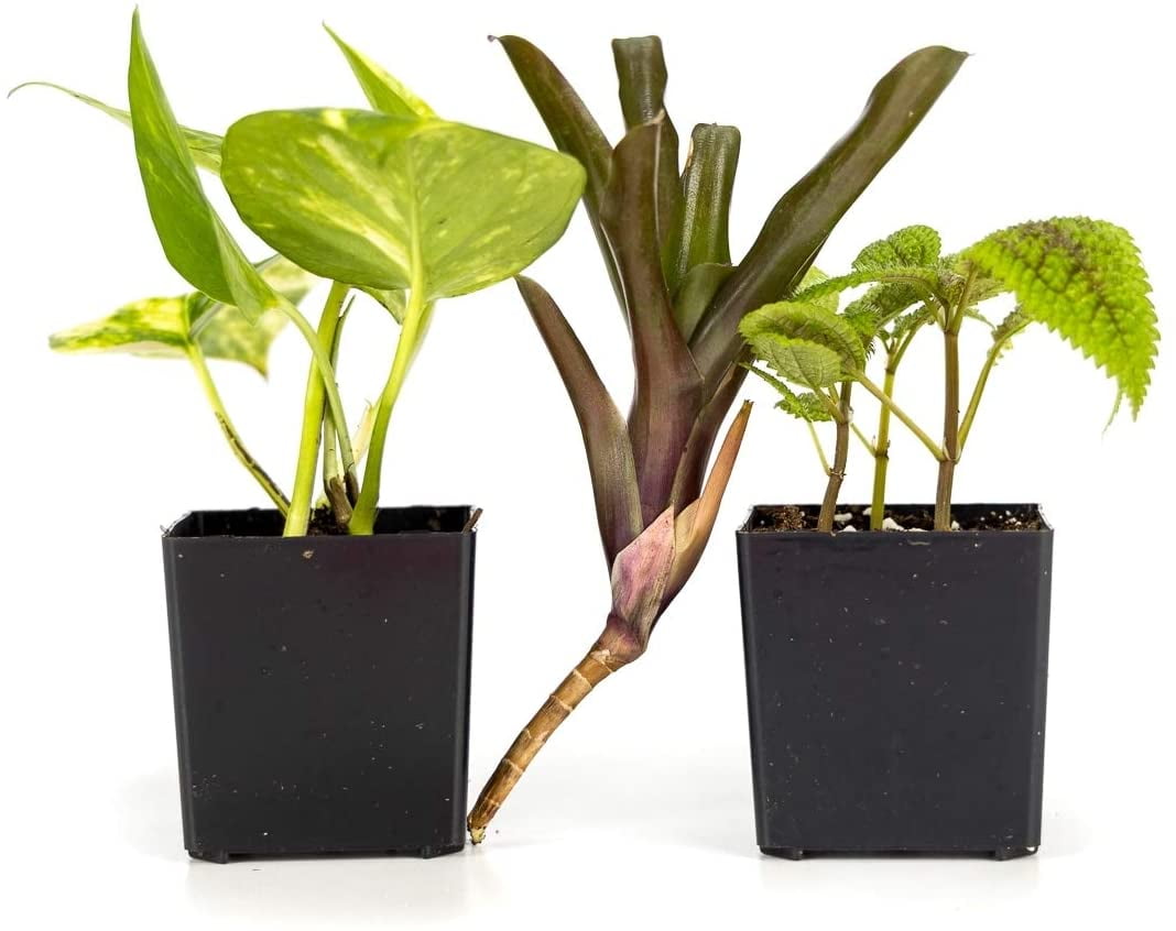 Josh's Frogs 18x18x18 Crested Gecko Vivarium Plant Kit - Walmart.com