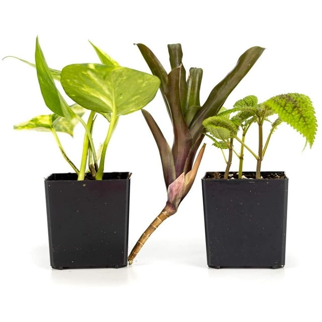 Josh's Frogs 18x18x18 Crested Gecko Vivarium Plant Kit - Walmart.com