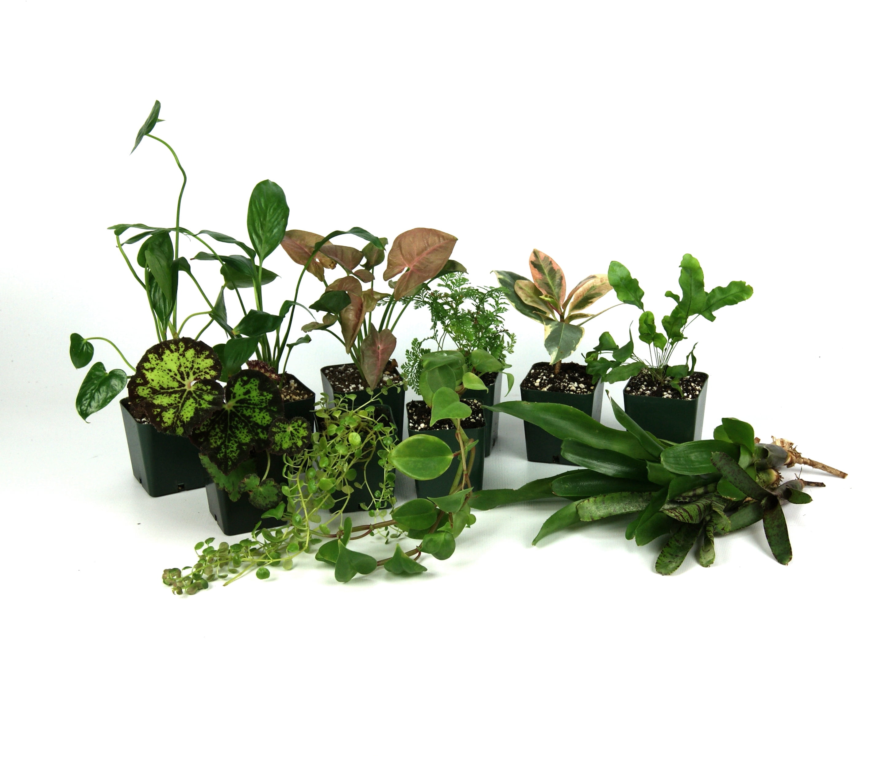 Josh's Frogs 40 Gallon Tropical Vivarium Plant Kit - Walmart.com