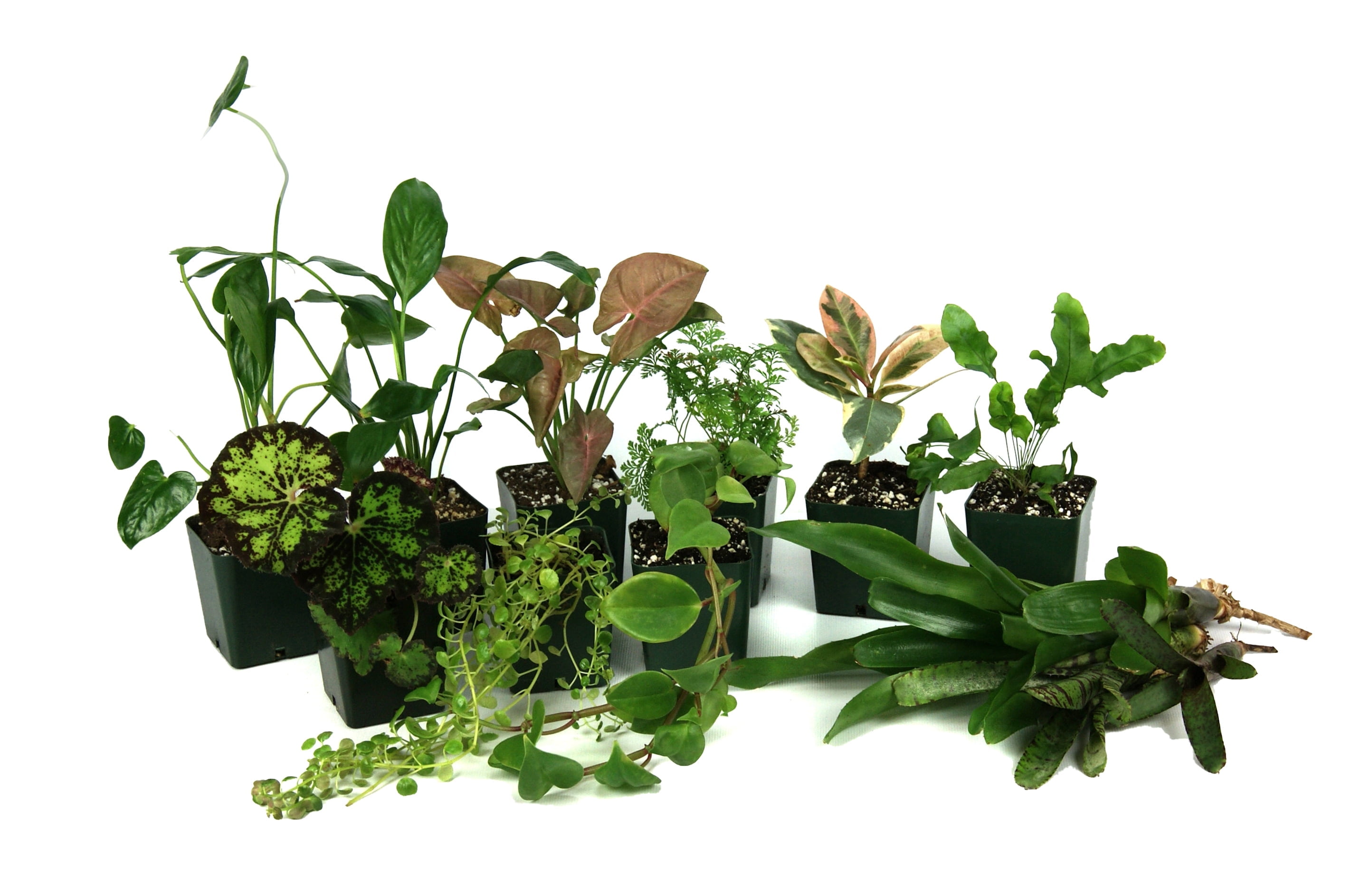 Josh's Frogs 55 Gallon Tropical Vivarium Plant Kit - Walmart.com