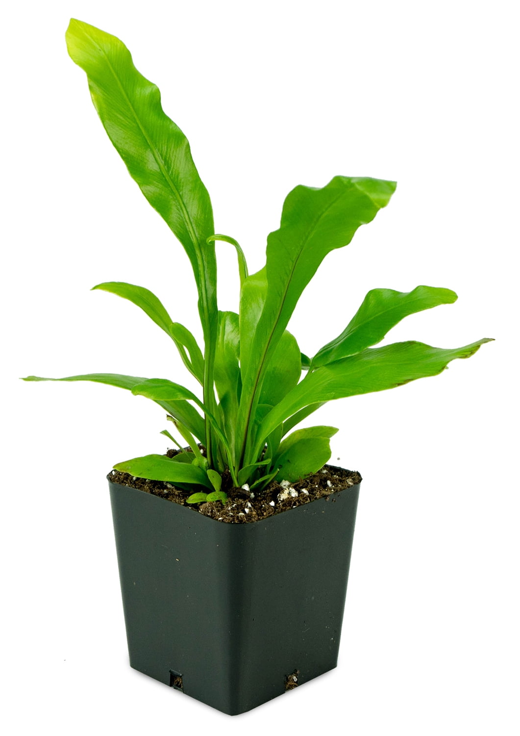 Josh's Frogs Asplenium nidus 'Bird's Nest Fern' - Walmart.com