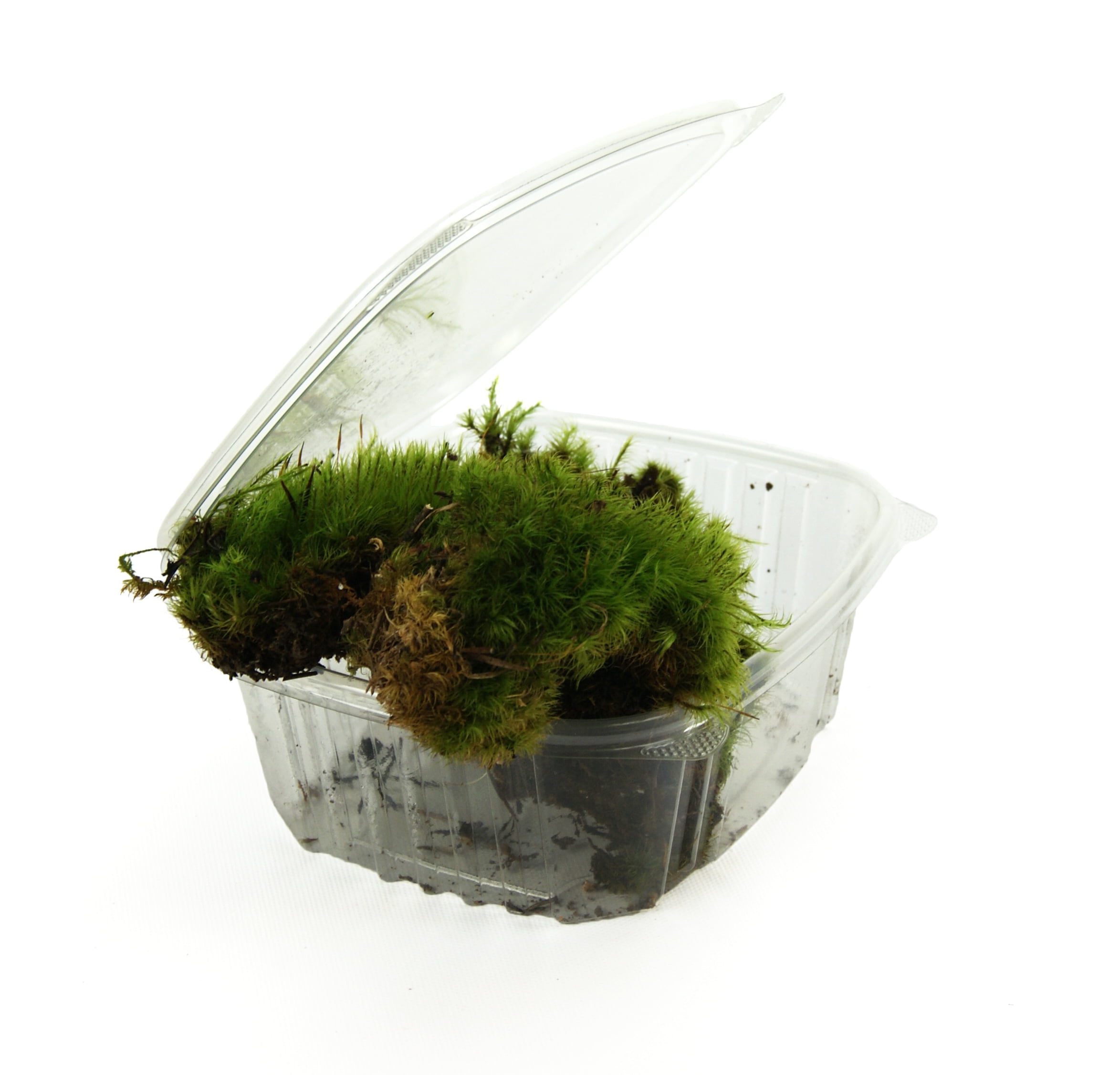 Josh's Frogs Fresh Mood Moss for Terrariums, 1 Quart, Live Moss for ...