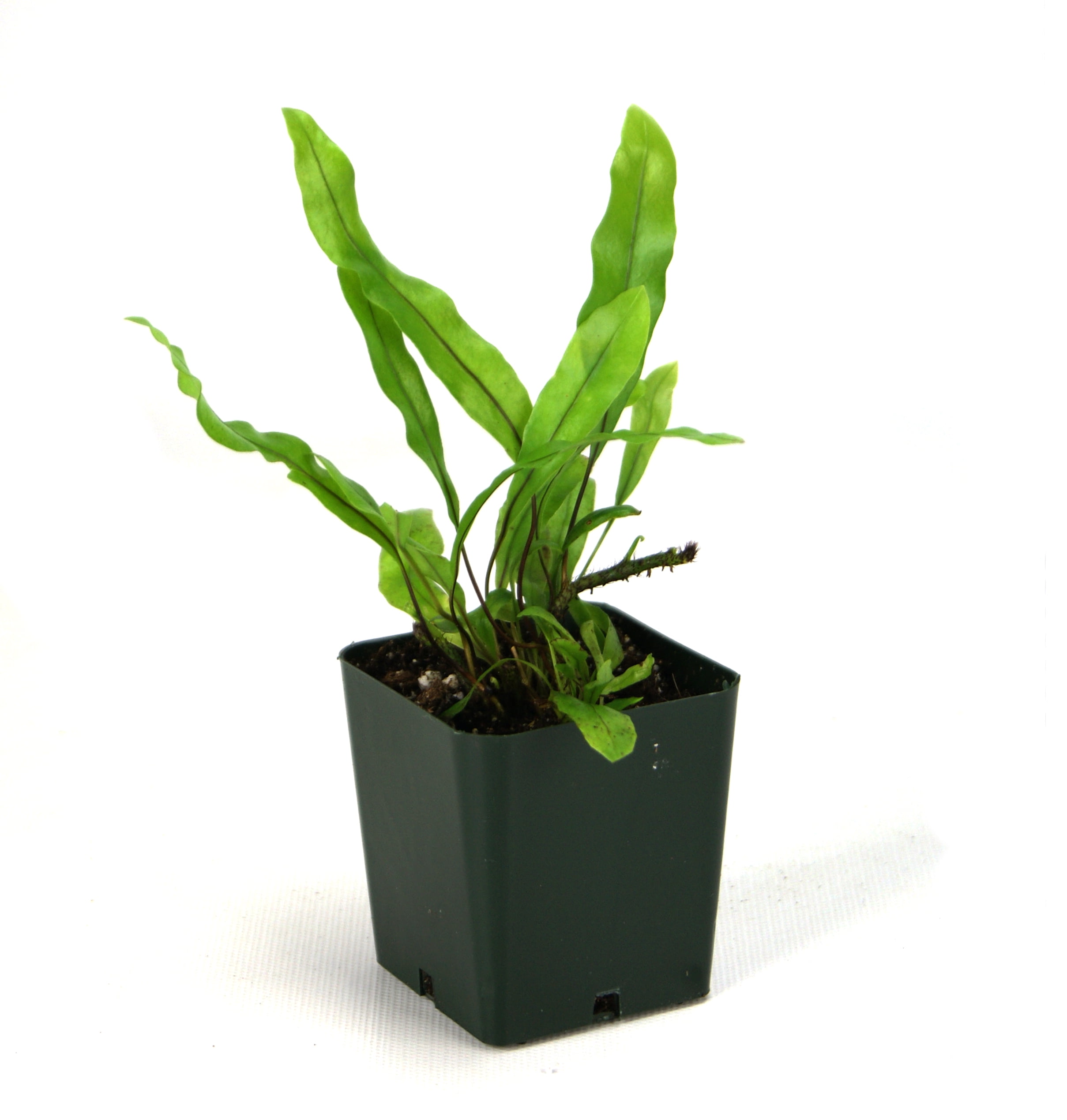 Josh's Frogs Microsorum scolopendrium 'Wart Fern' - Walmart.com