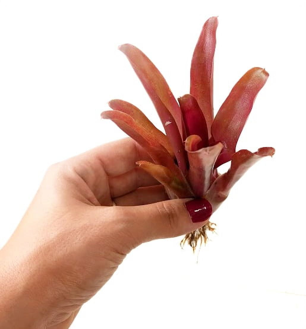 Josh's Frogs Neoregelia 6" Red 'Fireball' Live Plants in Bare Root ...