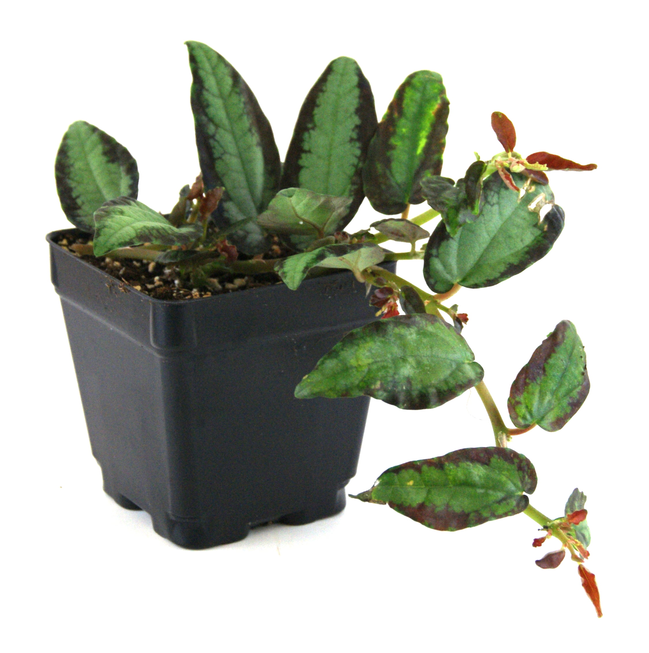 Josh's Frogs Pellionia repens - Trailing Watermelon Begonia - Walmart.com