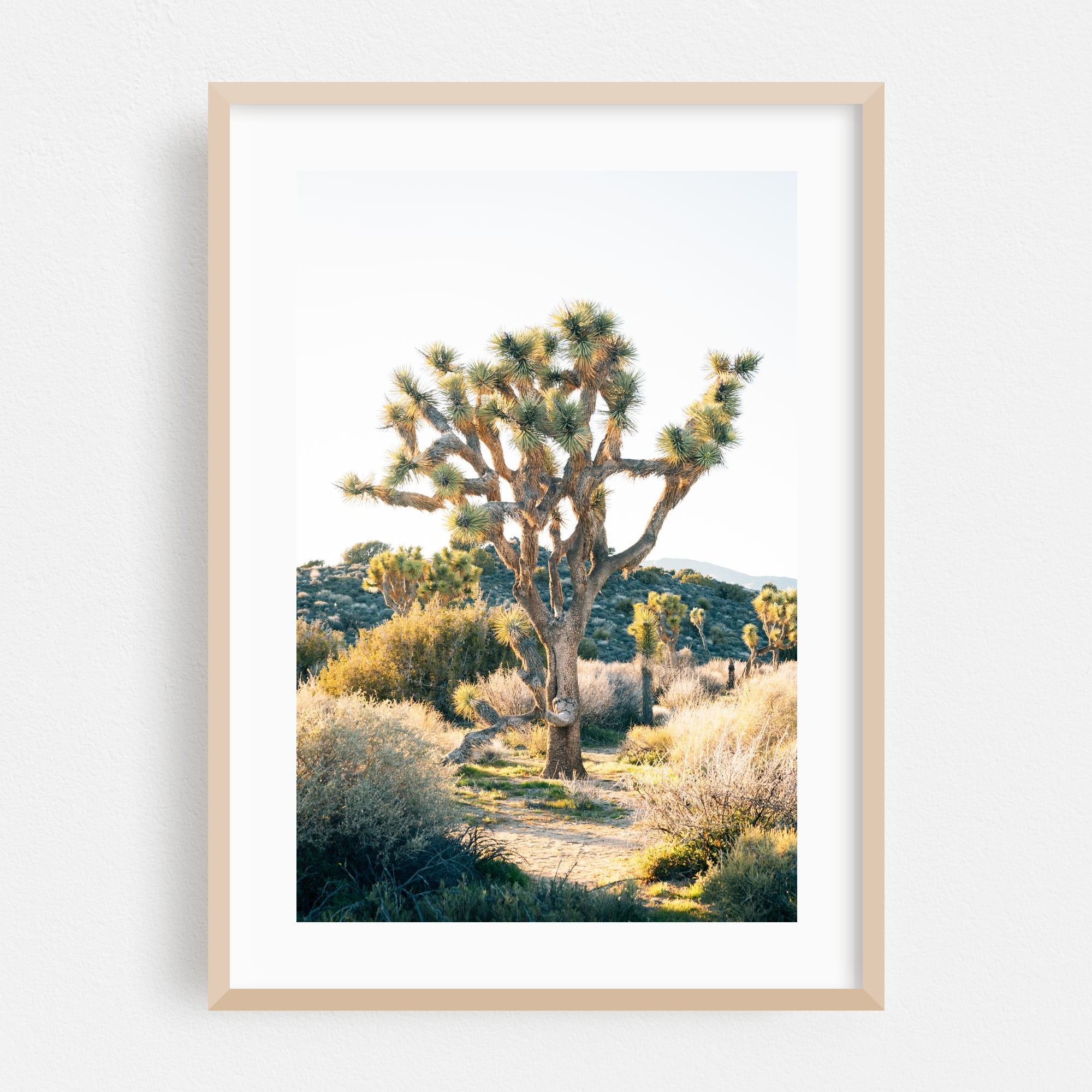 Joshua Tree 01 - Joshua Tree California Photography Desert Nature ...