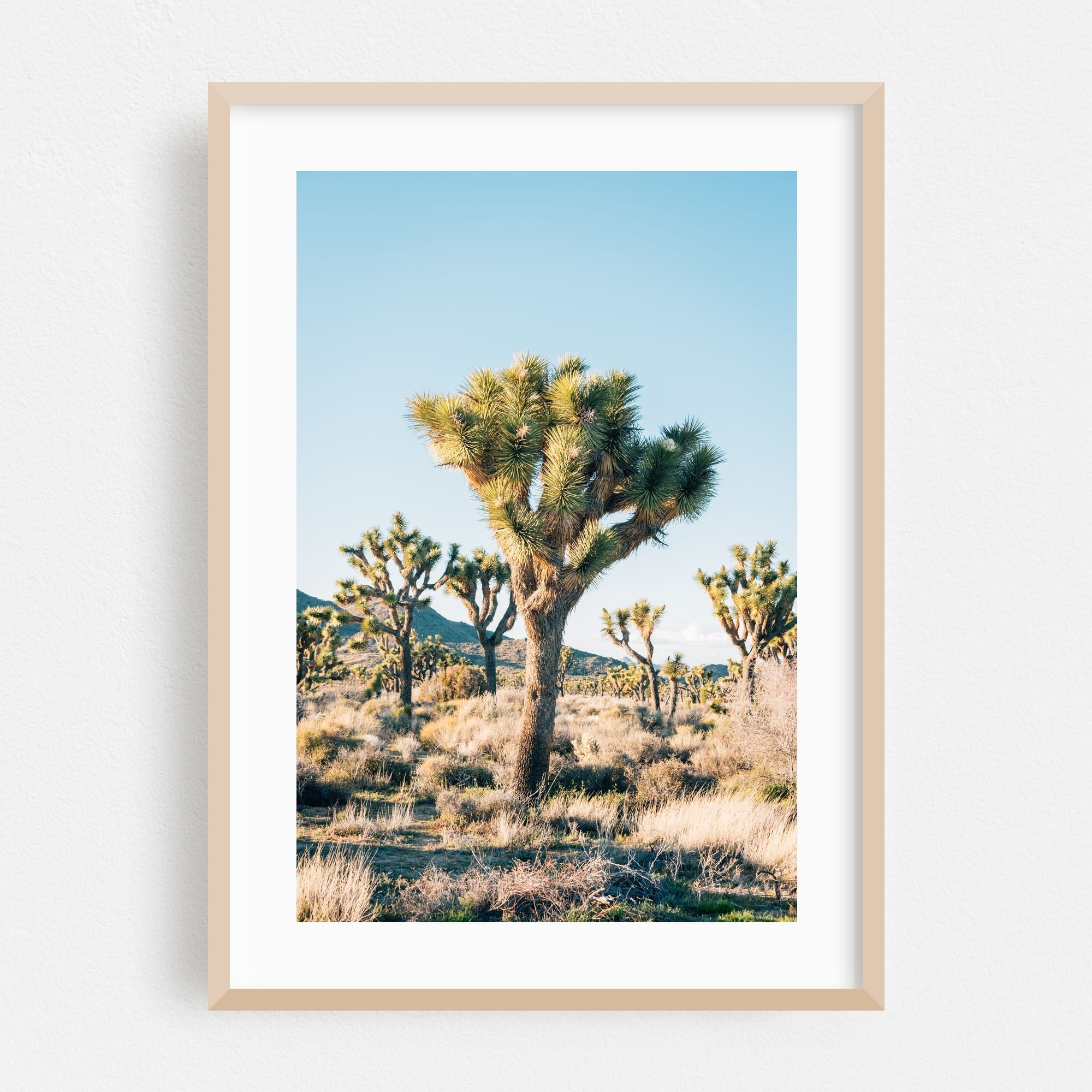 Joshua Tree 02 - Joshua Tree California Photography Desert Nature ...