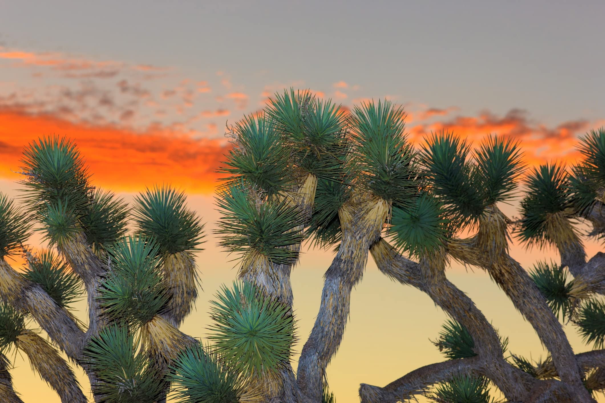 Joshua Tree Bonsai Seeds - 10 Seeds to Grow - Highly Prized Joshua Tree ...